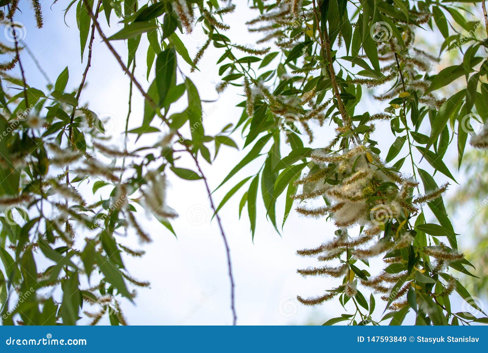 Spring willow fluff stock image. Image of blossom, fluffy - 147593849