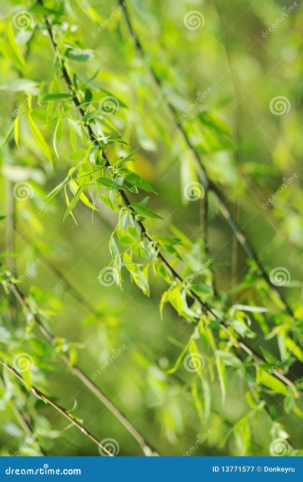 Spring willow leaves stock image. Image of warm, outdoor - 13771577
