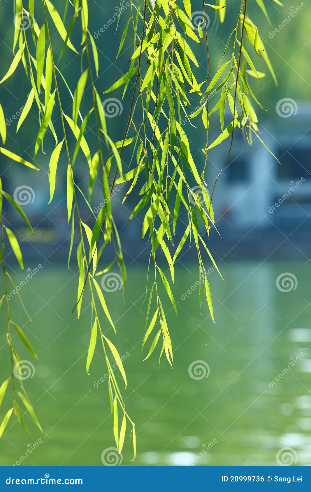 Spring willow leaves stock photo. Image of grows, sunlight - 20999736