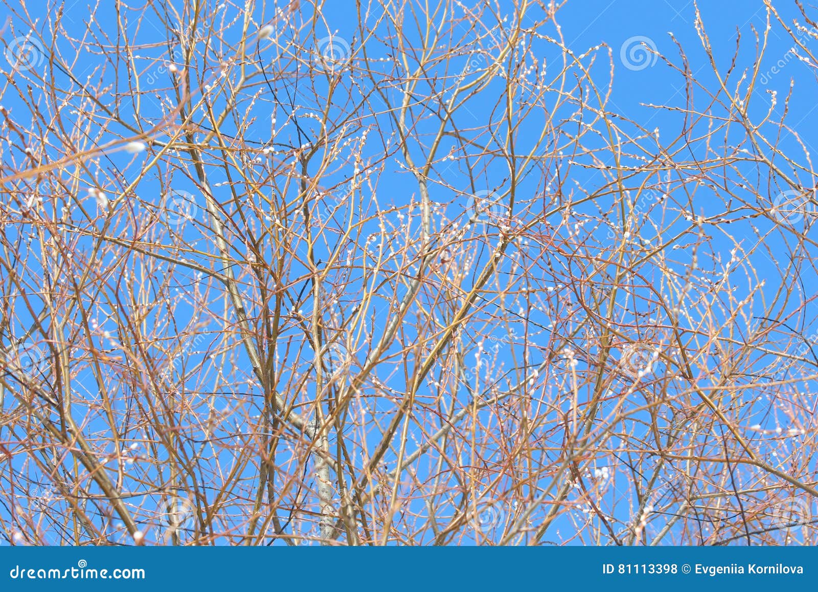 Spring willow`s branches stock photo. Image of spring - 81113398