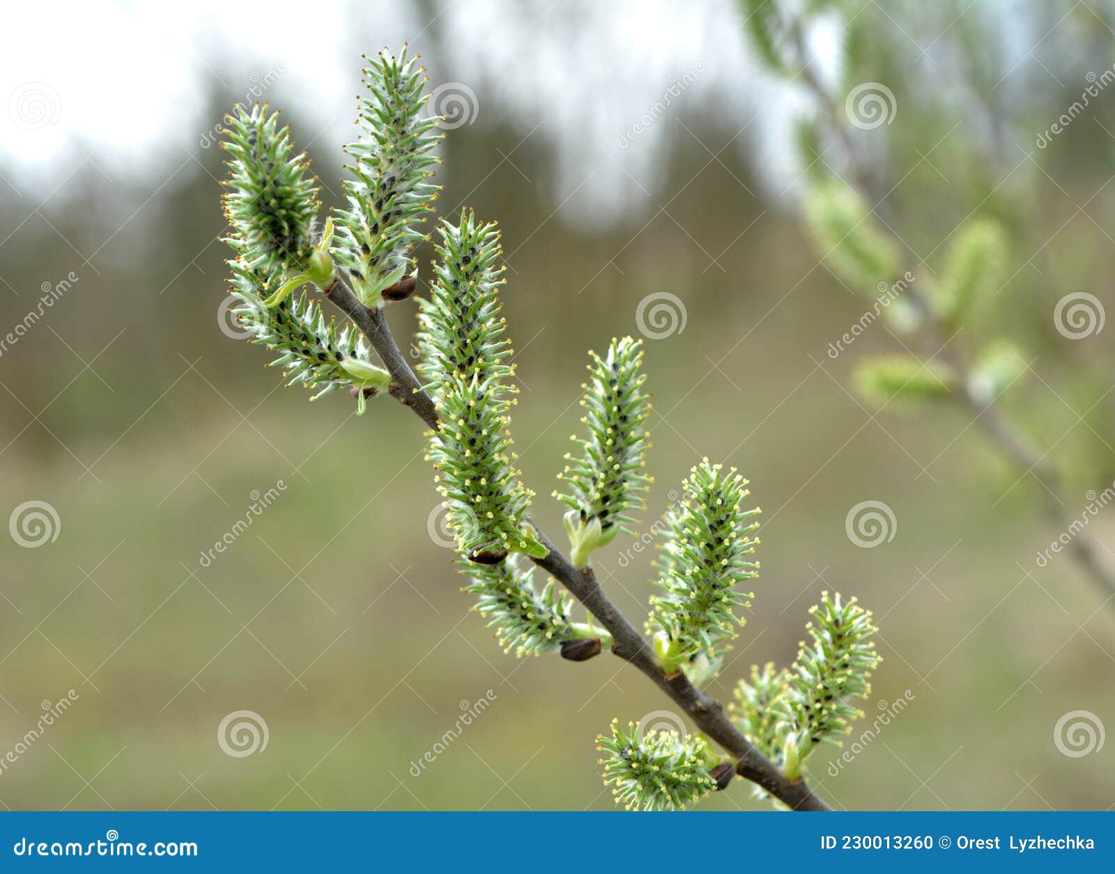 Flowering Branch of Willow Salix Stock Photo - Image of blossom, floral ...