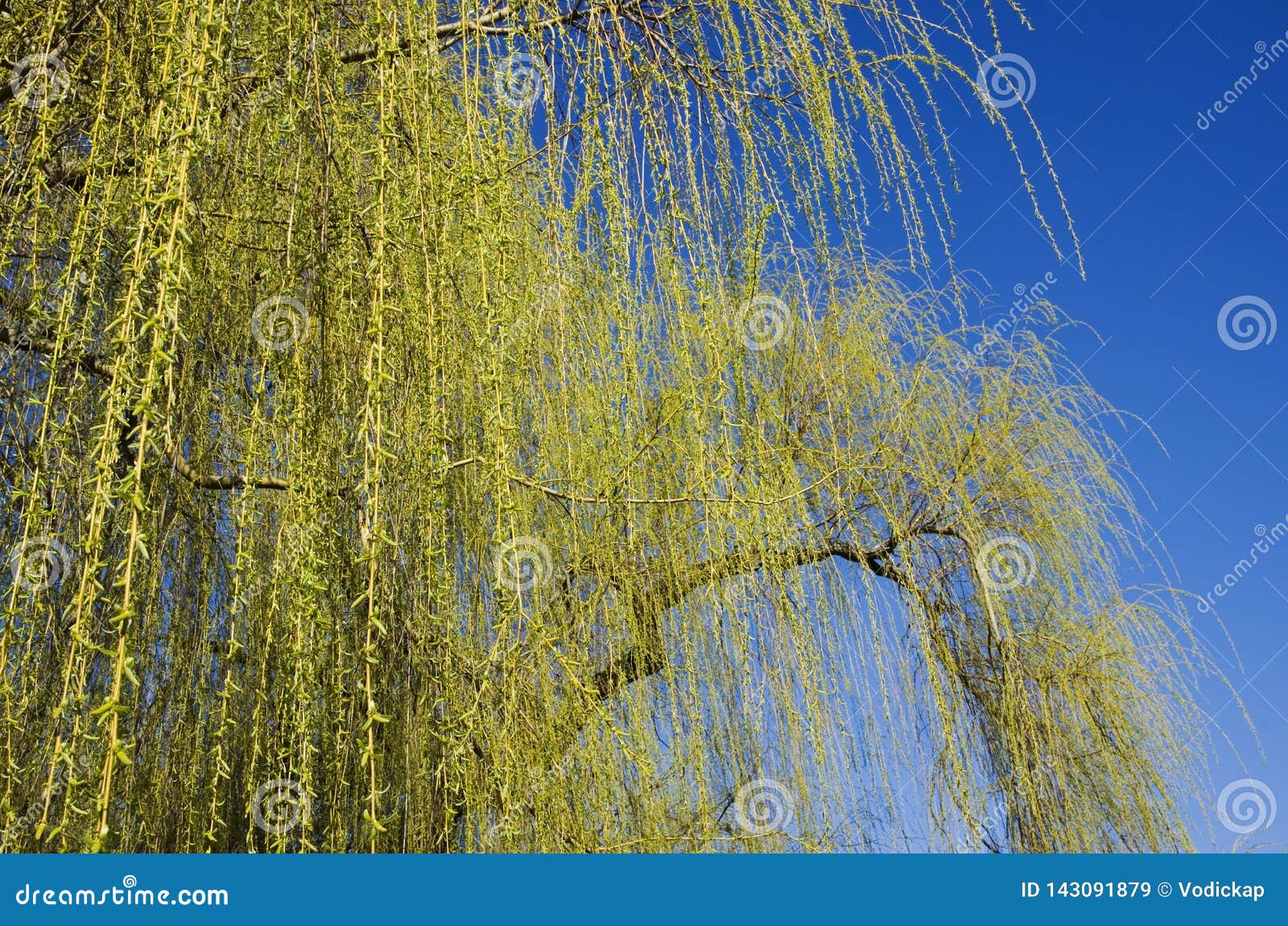 Spring Willow Tree Royalty-Free Stock Photo | CartoonDealer.com #38869683