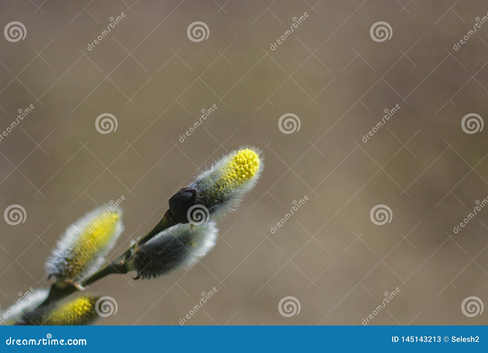 Spring Willow Tree Against Blue Sky Background Stock Image - Image of ...