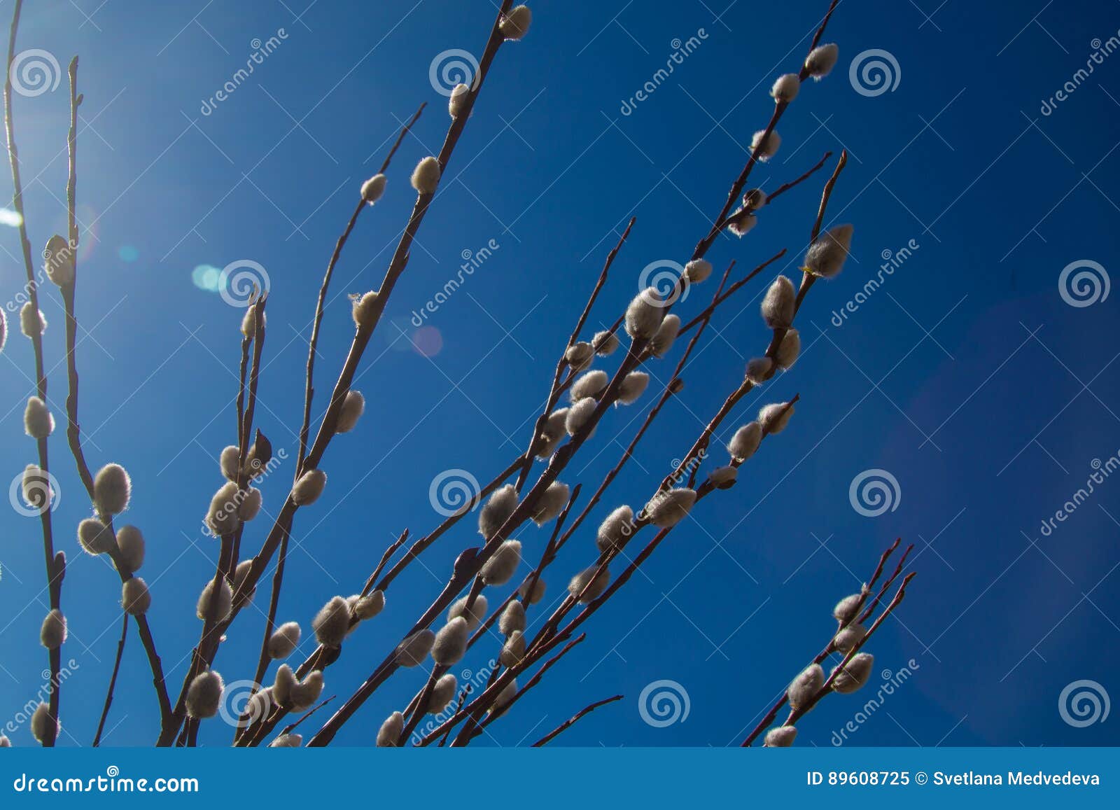 Spring Willow Tree Against Blue Sky Background. Stock Image - Image of ...