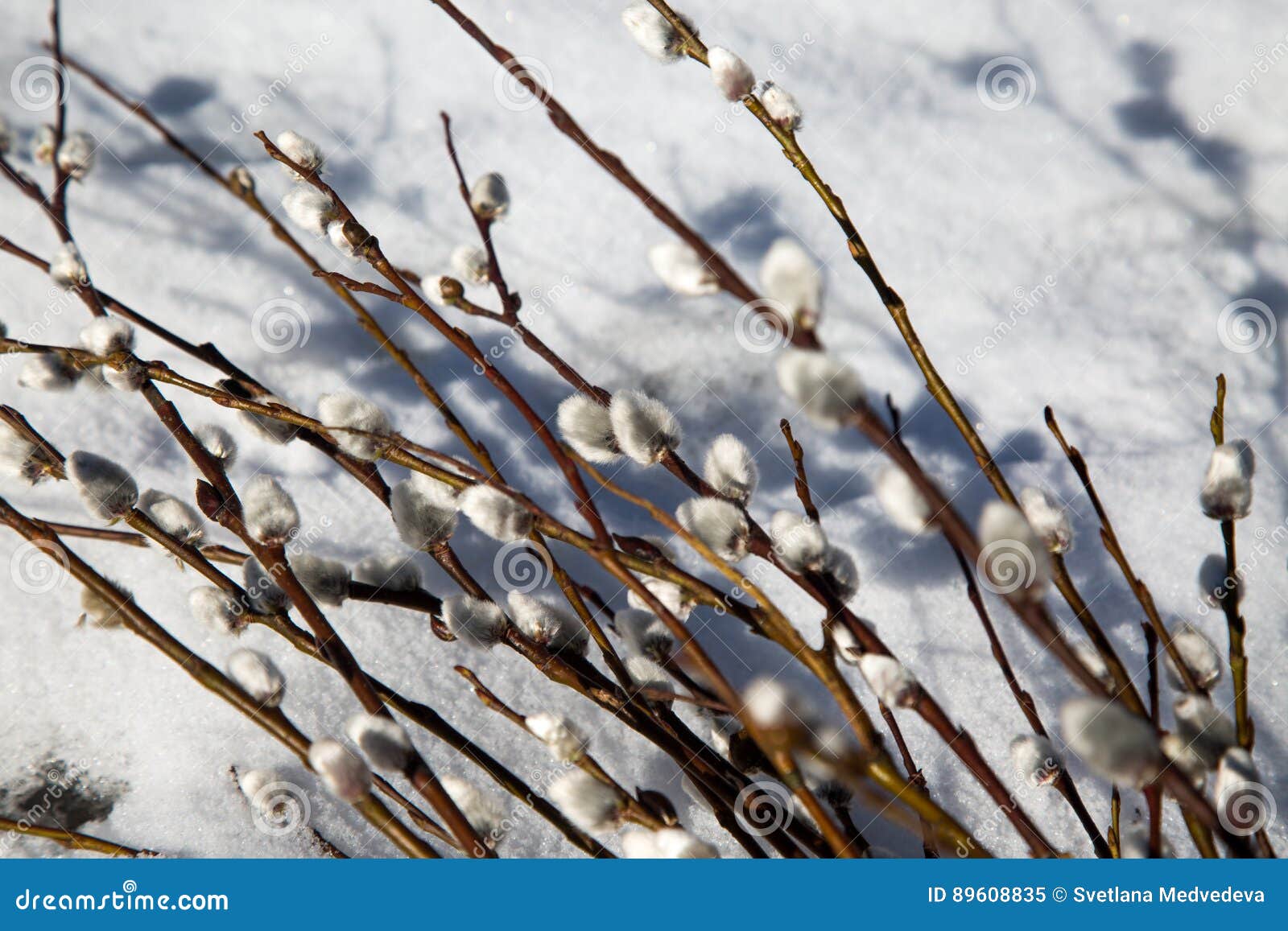 Spring Willow Tree Against Blue Sky Background. Stock Image - Image of ...