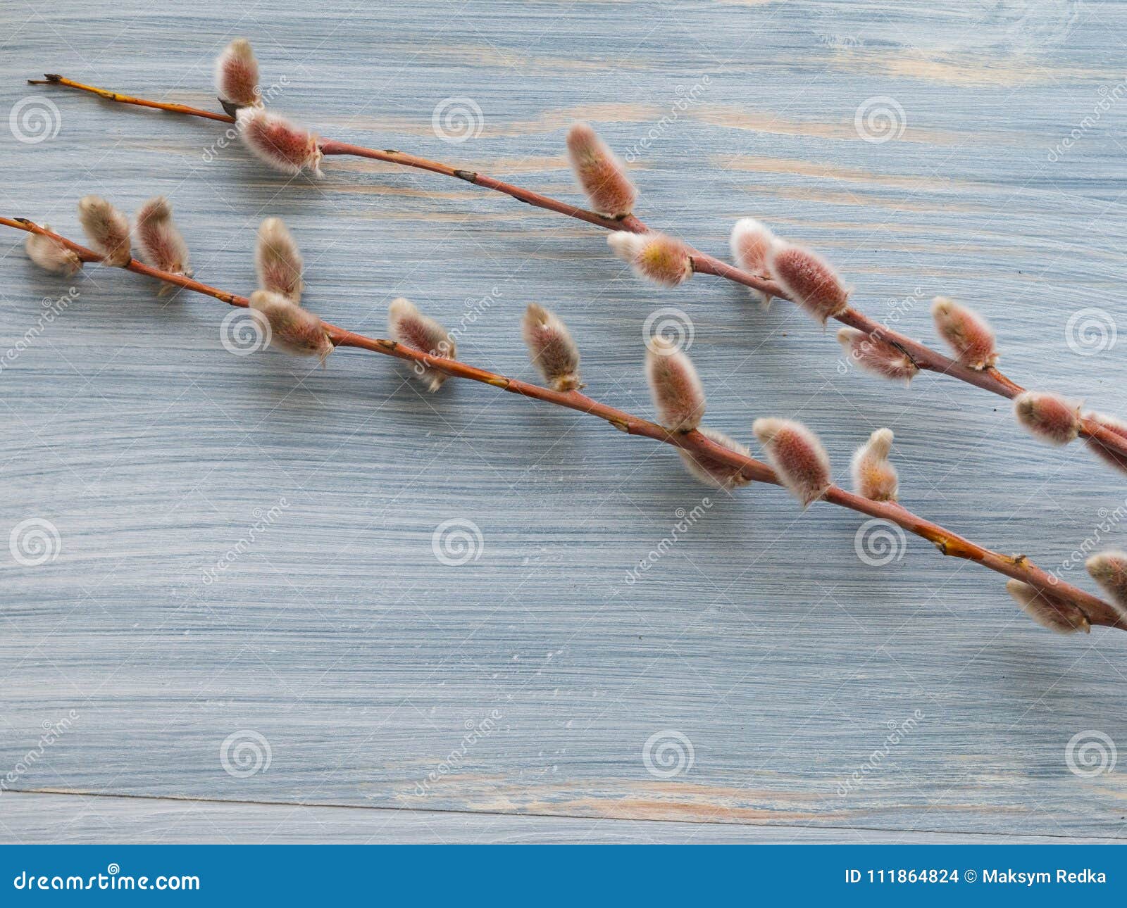 Spring Willow Tree Against Blue Background. Stock Photo - Image of ...
