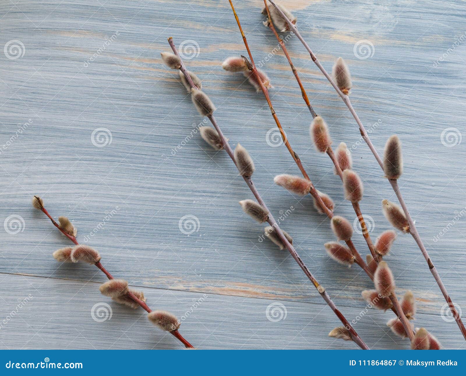 Spring Willow Tree Against Blue Background. Stock Image - Image of ...