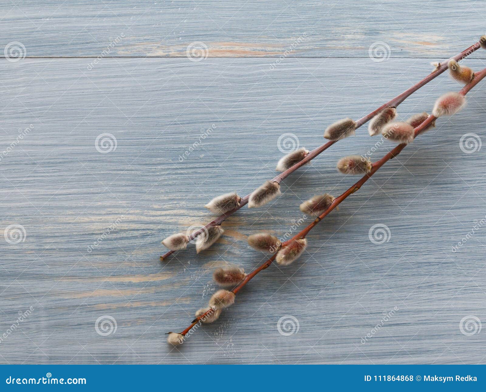 Spring Willow Tree Against Blue Background. Stock Photo - Image of ...