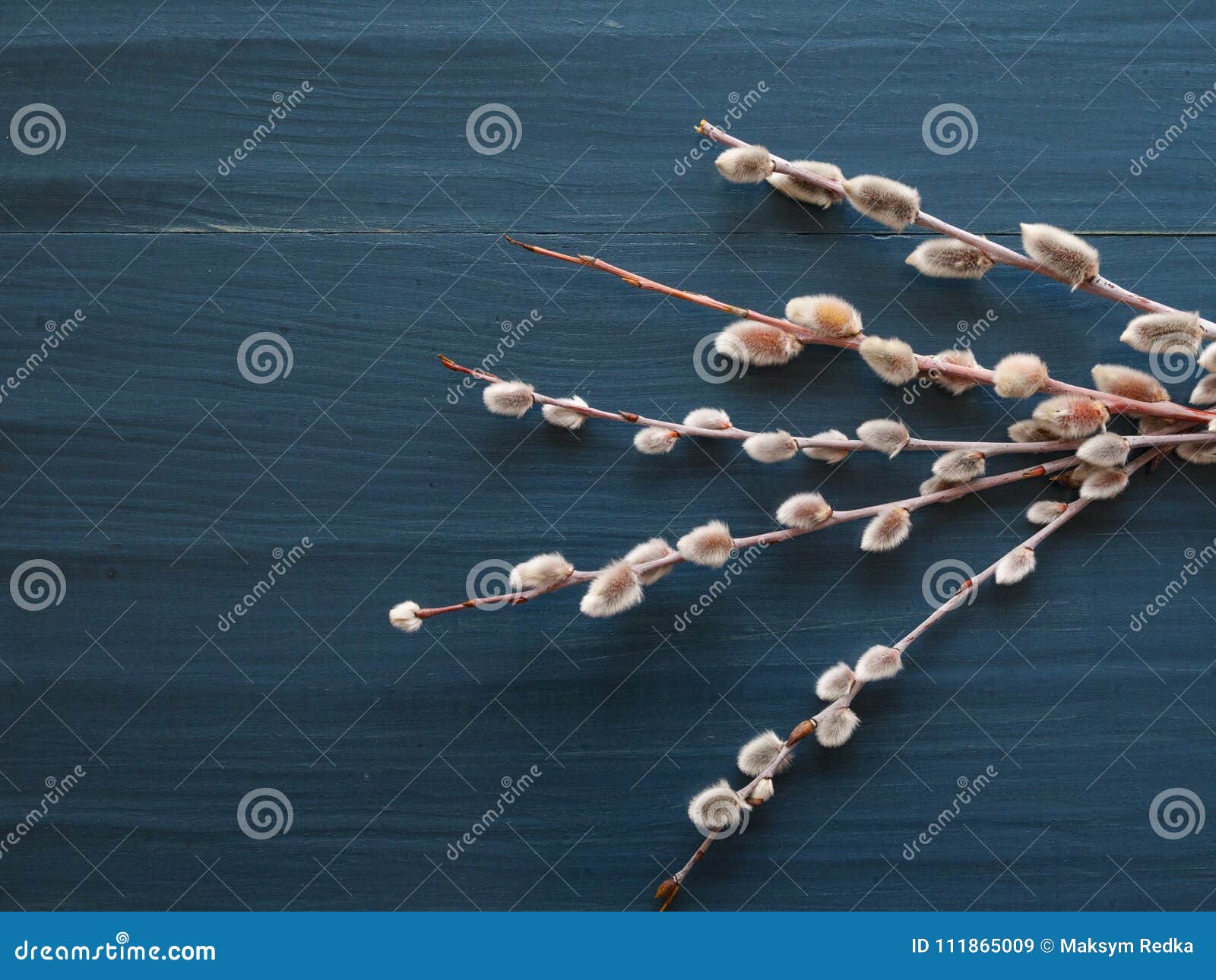 Spring Willow Tree Against Blue Background. Stock Image - Image of ...