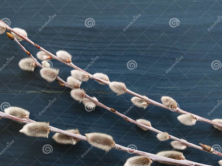 Spring Willow Tree Against Blue Background. Stock Photo - Image of ...