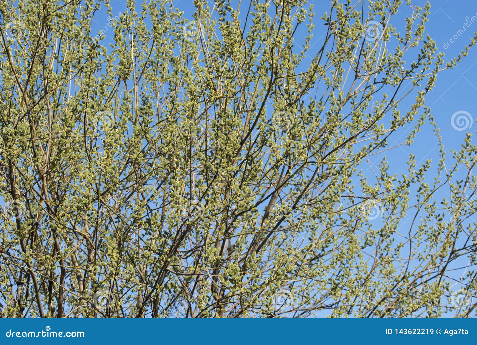 Spring Willow Tree Branches Against Blue Sky Stock Image - Image of ...