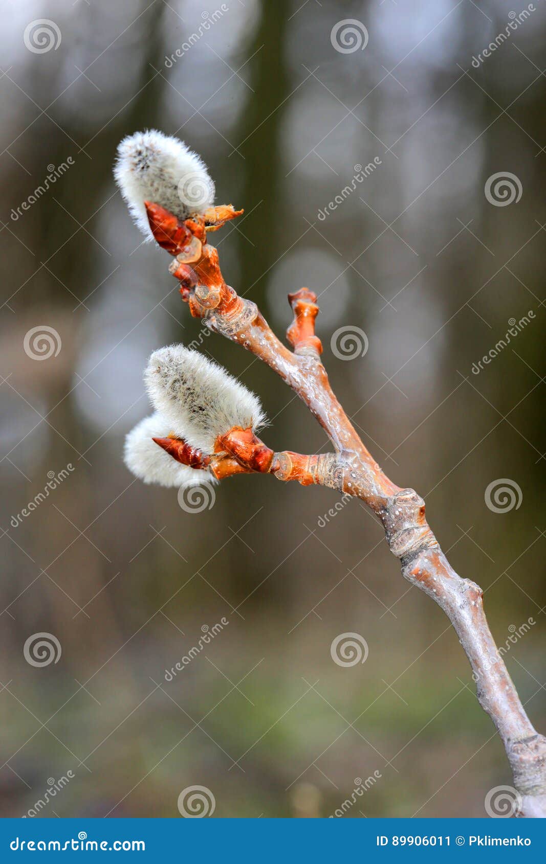 Spring willow twig stock image. Image of beads, forest - 89906011