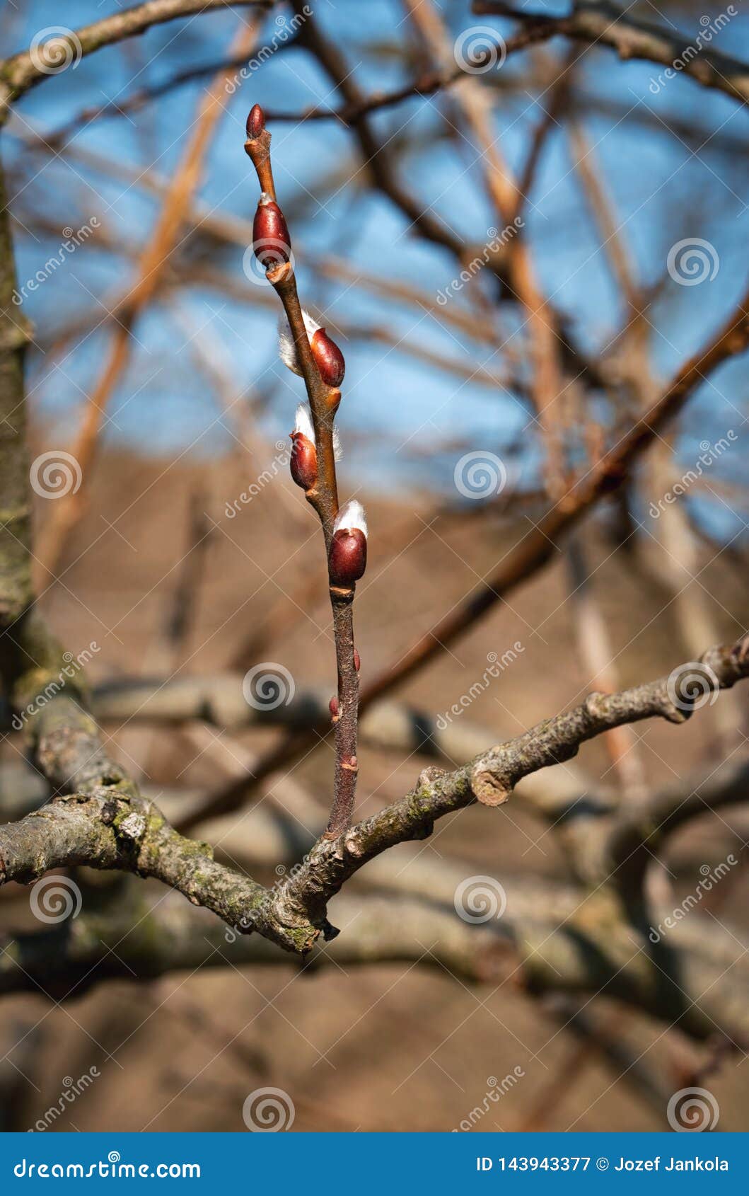 Spring willow twig stock image. Image of garden, nature - 143943377