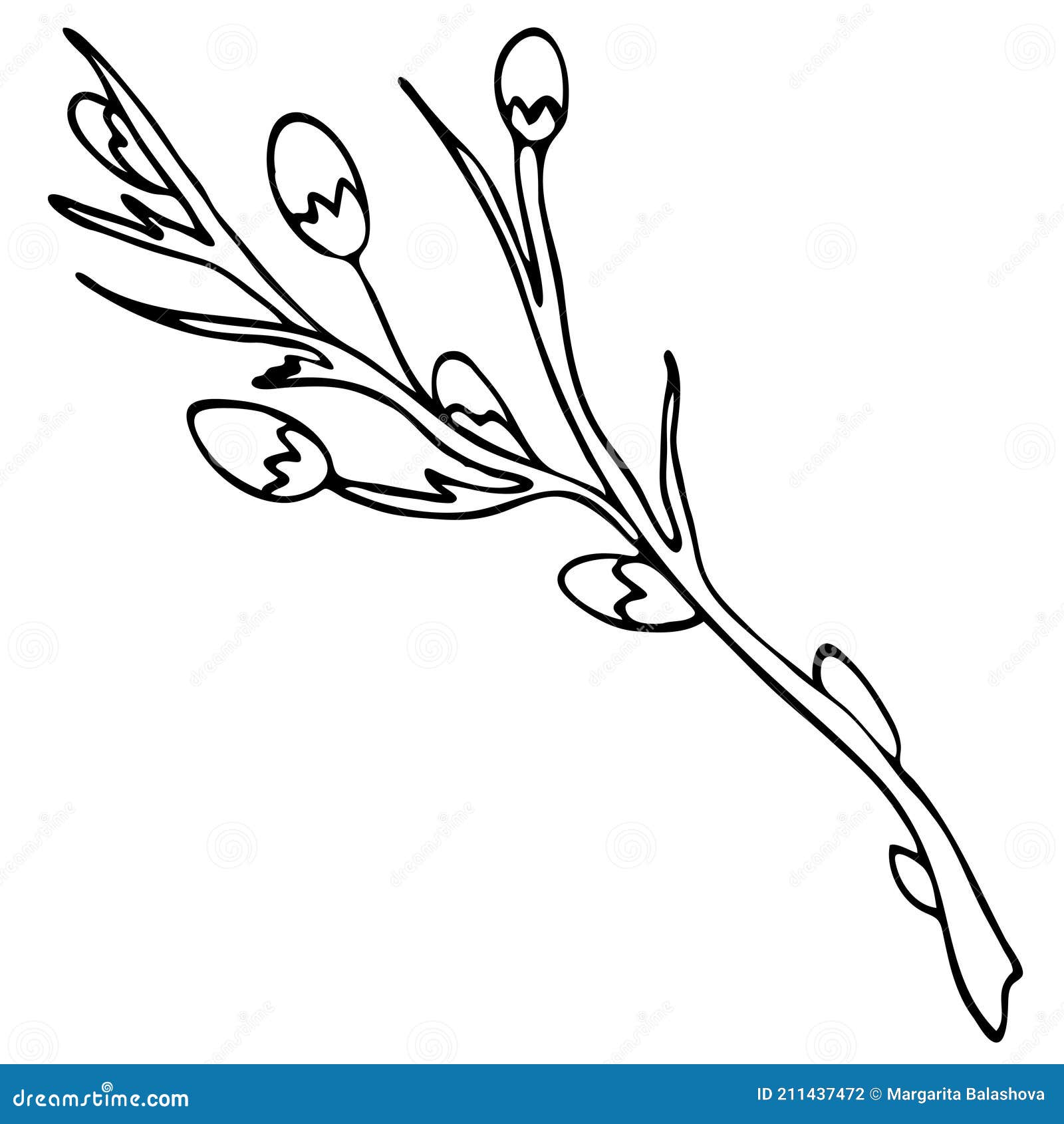 Spring Willow Twig with Young Leaves and Buds, Vector Black and White ...