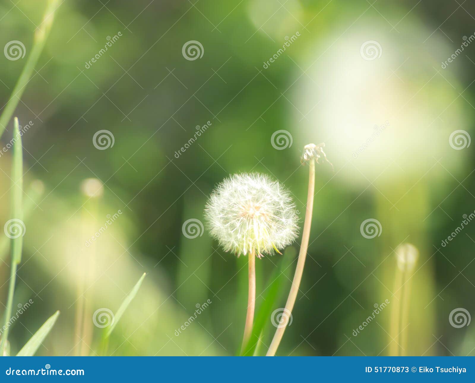 Spring Wind stock image. Image of season, composition - 51770873