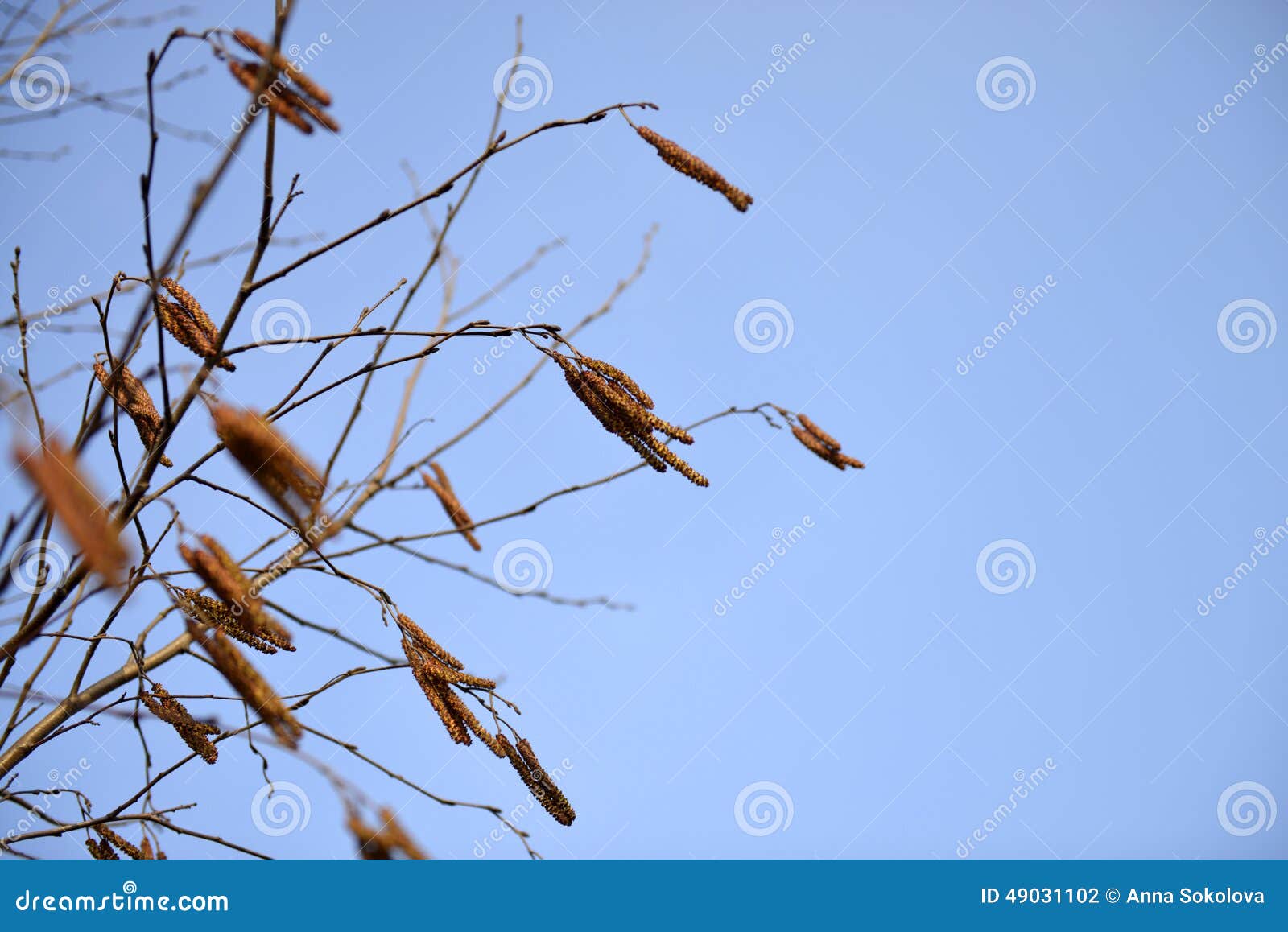 Catkins Fly Stock Photos - Free & Royalty-Free Stock Photos from Dreamstime