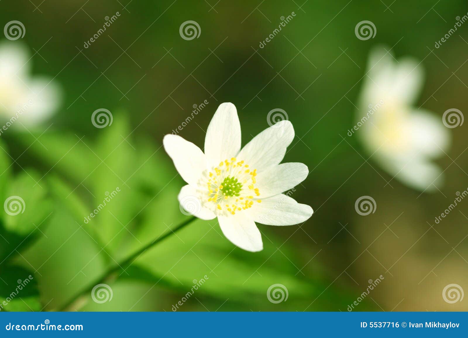 Spring windflower stock photo. Image of green, floral - 5537716