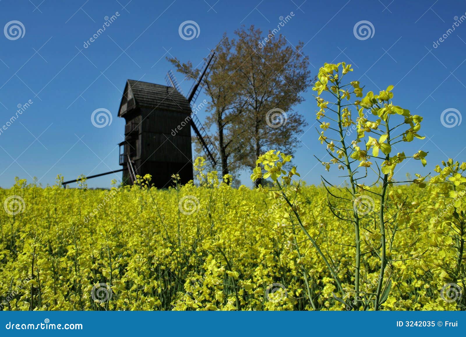 Spring windmill stock image. Image of flowers, landscape - 3242035