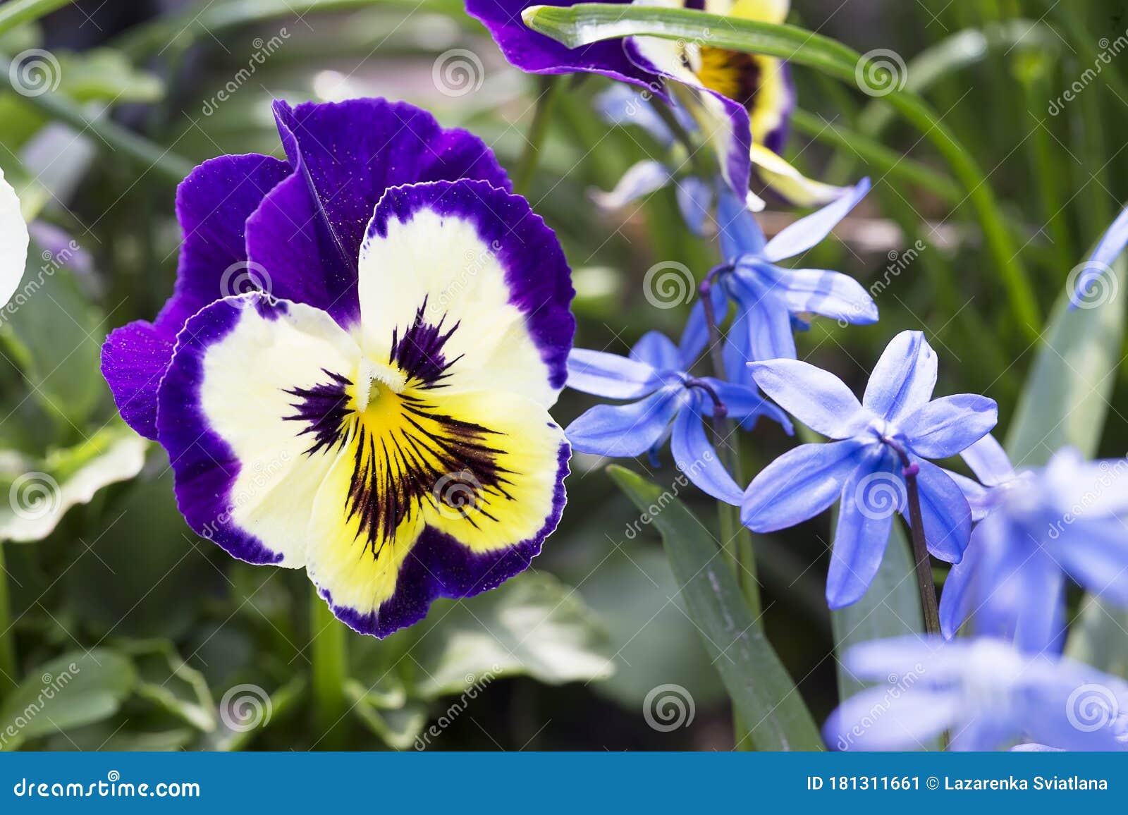 Spring Wings Pansies stock image. Image of carneval - 181311661
