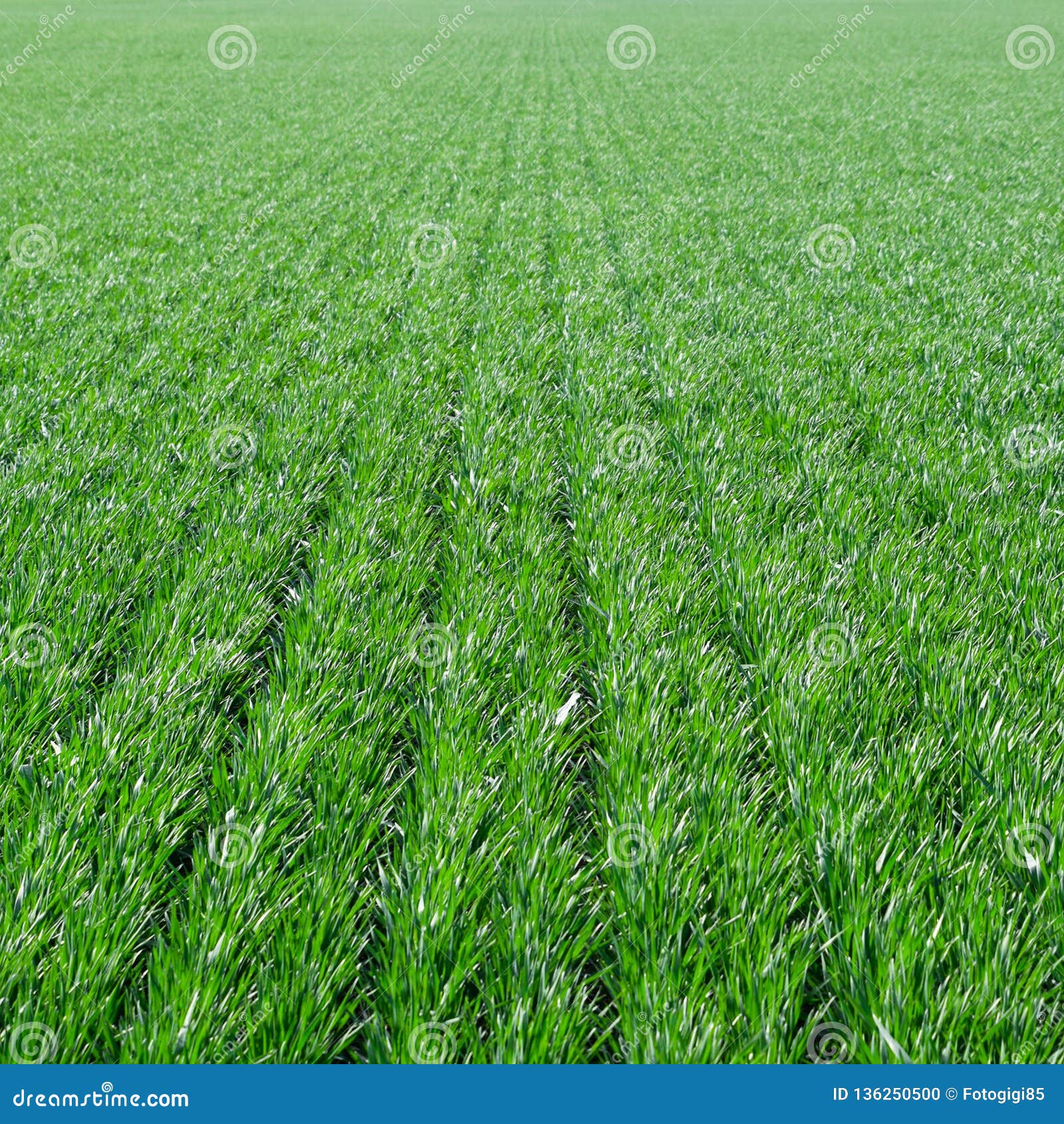 Spring winter wheat field stock photo. Image of barley - 136250500