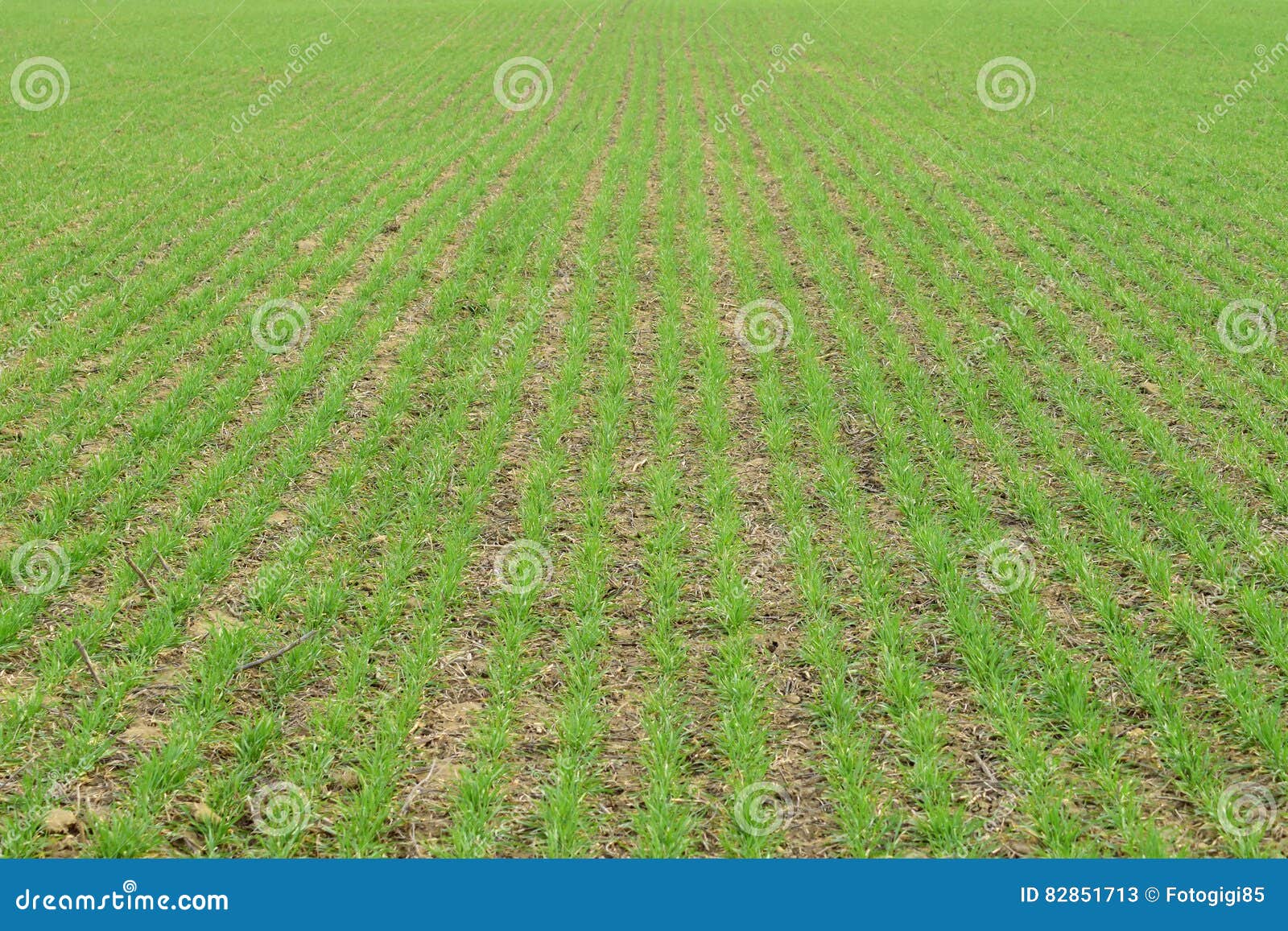 Spring winter wheat field stock image. Image of grow - 82851713