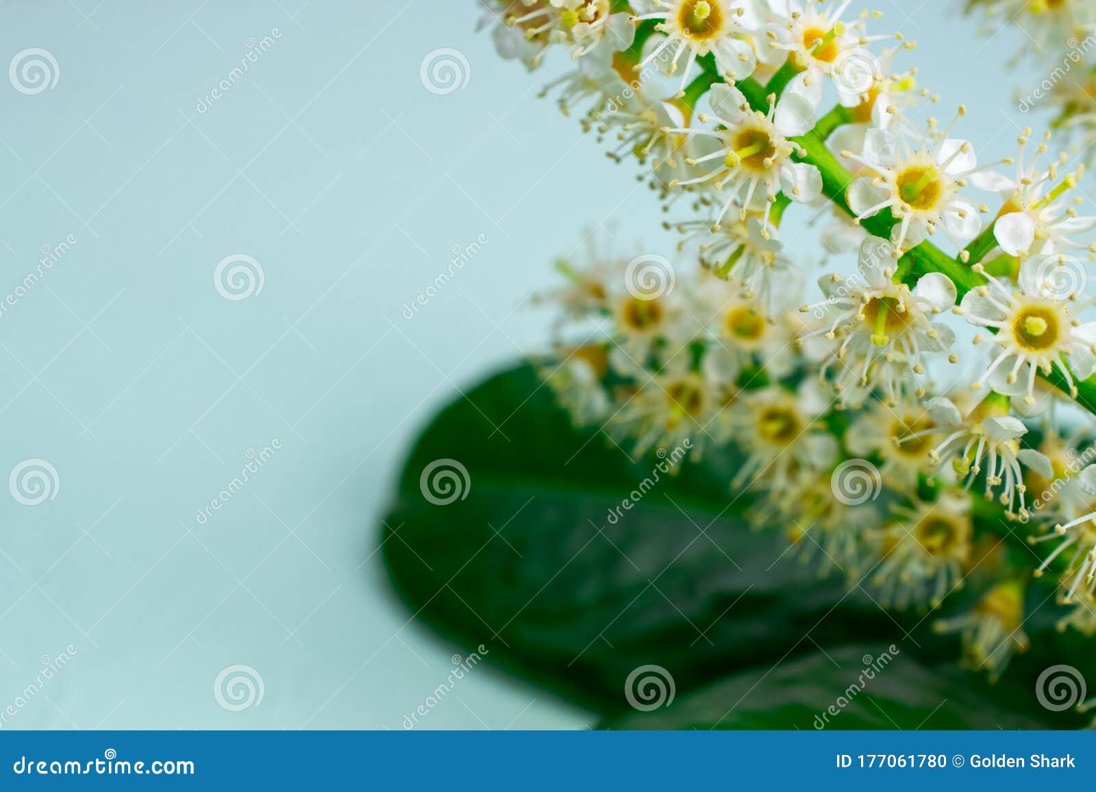 Spring Withe Flowers on Branch. Plum Tree Stock Photo - Image of branch ...