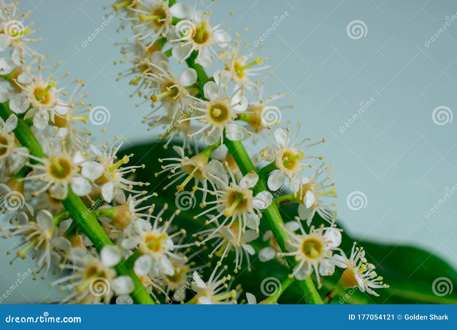 Spring Withe Flowers on Branch. Plum Tree Stock Image - Image of ...