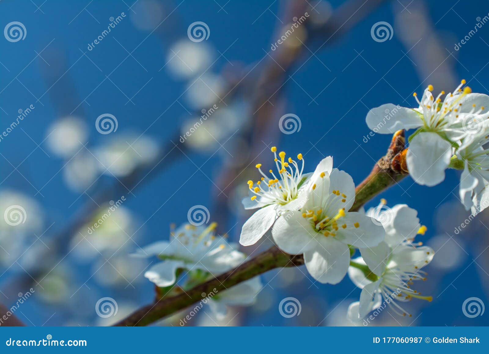 Spring Withe Flowers on Branch. Plum Tree Stock Image - Image of ...