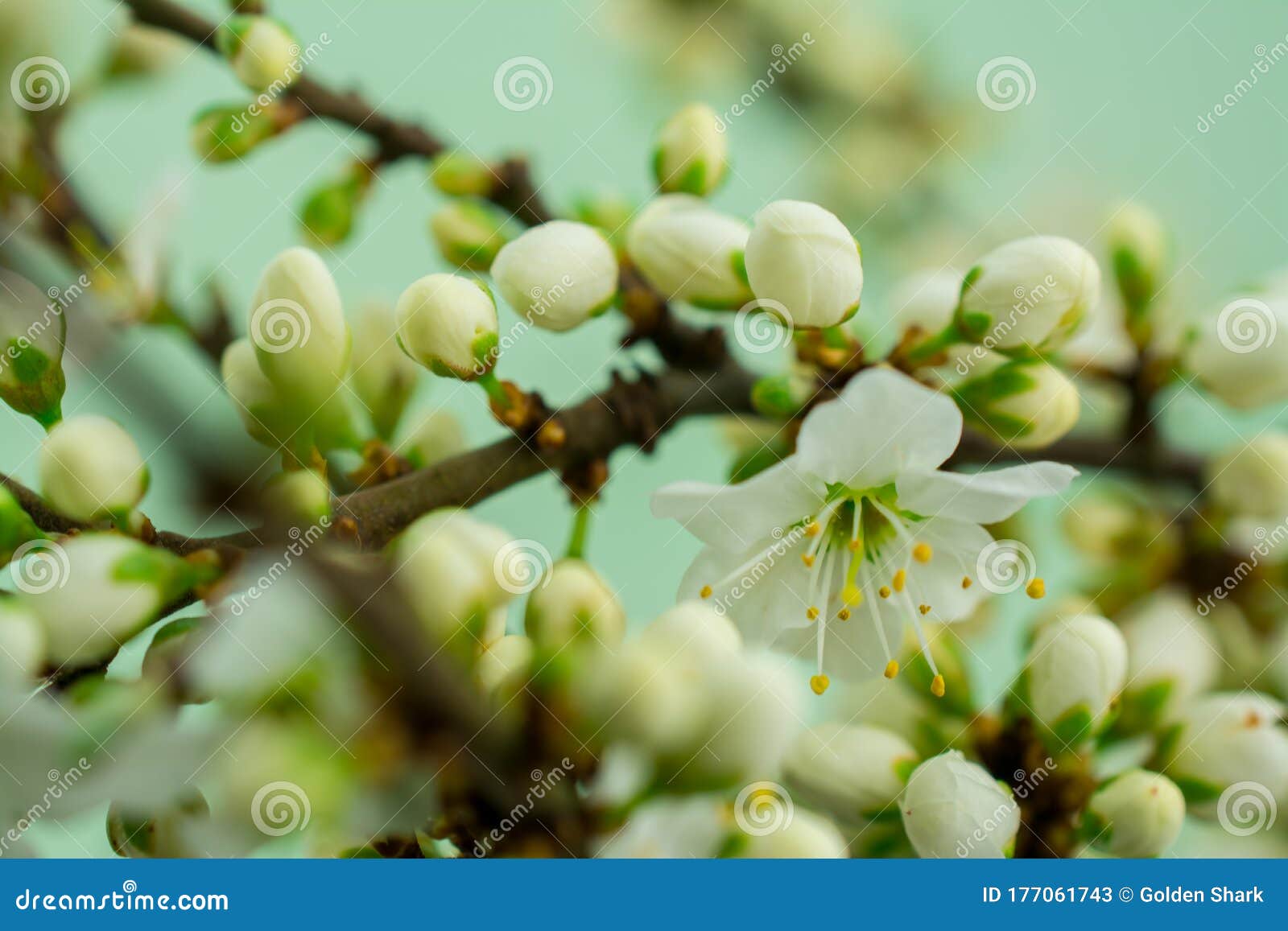 Spring Withe Flowers On Branch. Plum Tree Stock Image - Image of color ...
