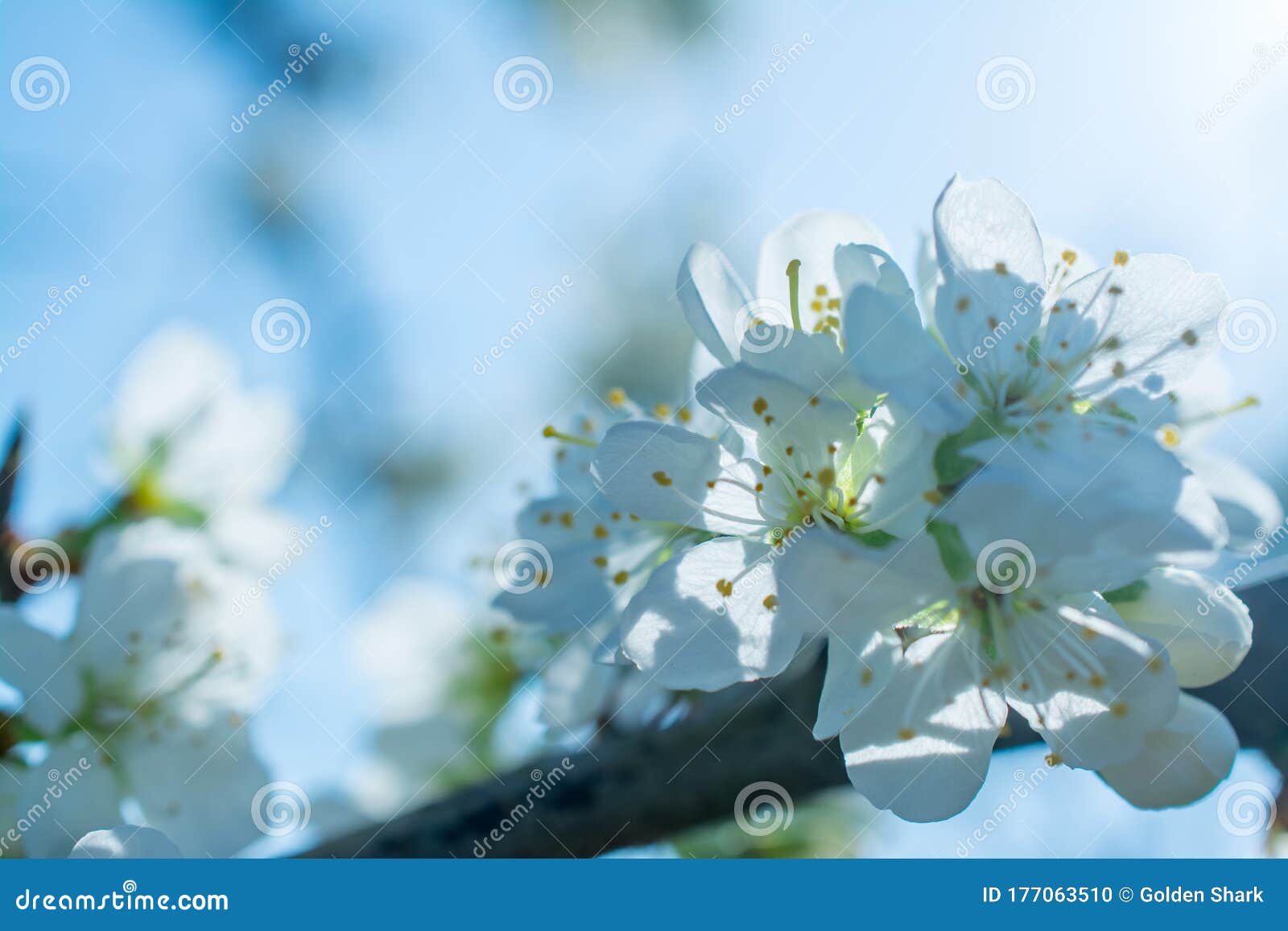 Spring Withe Flowers on Branch. Plum Tree Stock Photo - Image of aprill ...