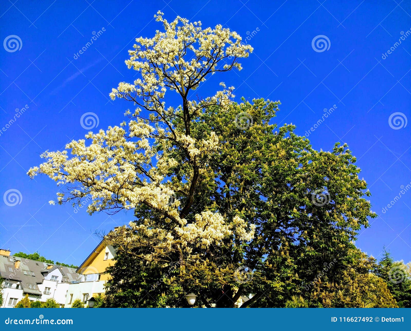 Spring Withe Flowers on the Trees Stock Photo - Image of flowers, withe ...