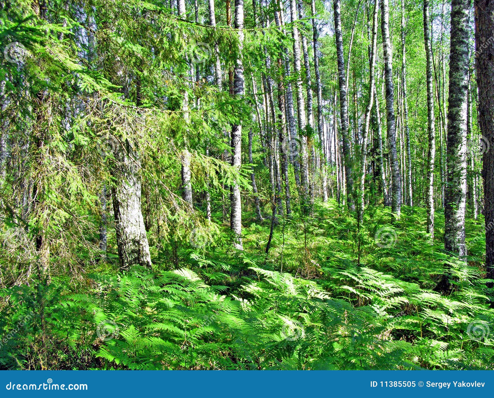 Spring wood stock image. Image of branch, scenery, pine - 11385505
