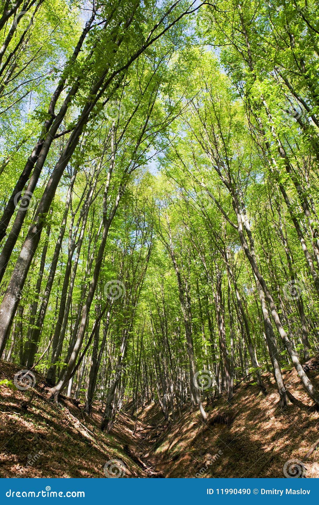 Spring wood stock photo. Image of sunlight, landscape - 11990490