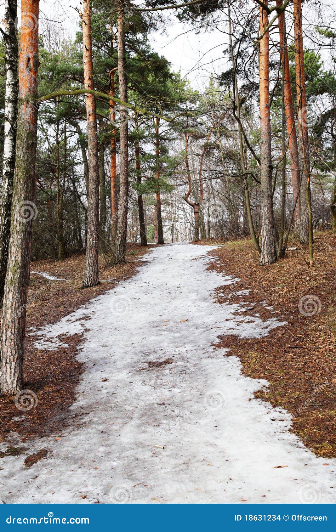 Spring wood stock photo. Image of forest, lane, bare - 18631234
