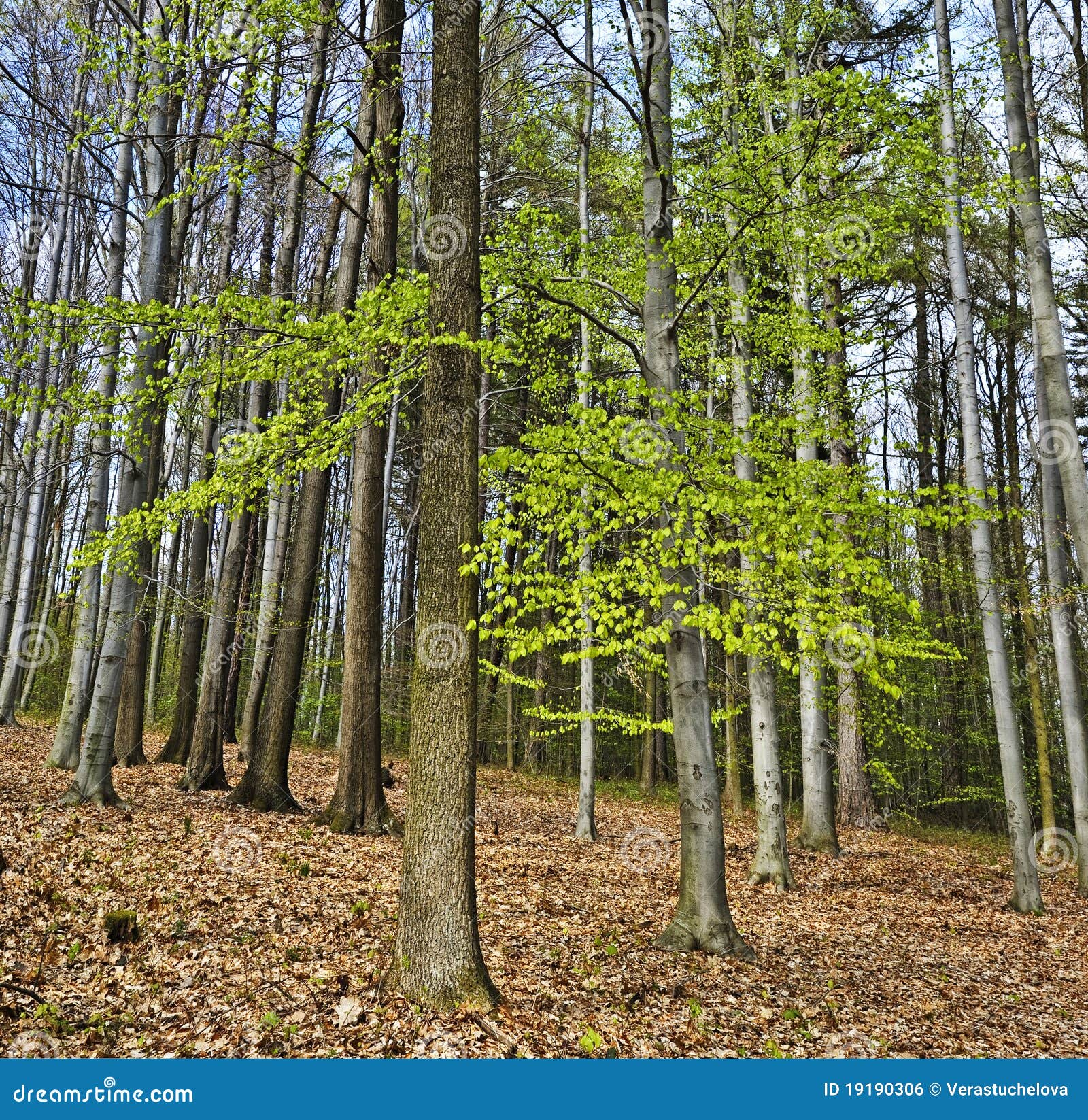 Spring wood stock photo. Image of plant, landscape, outdoor - 19190306