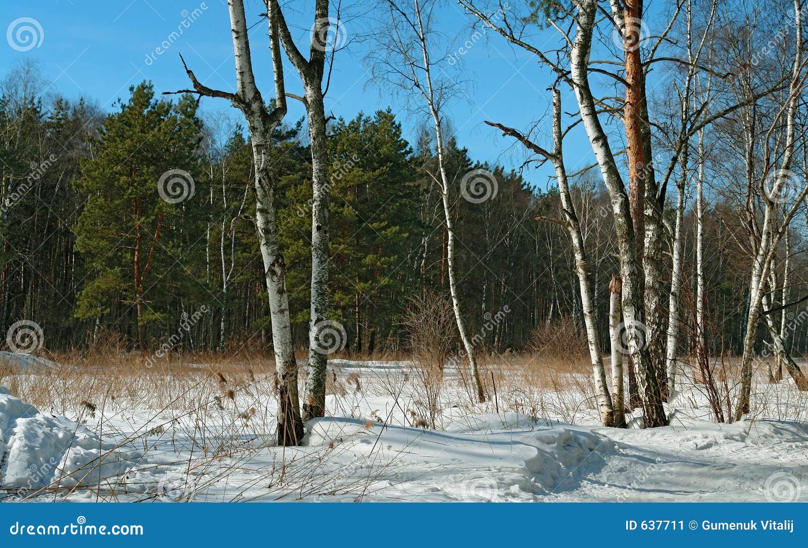 Spring wood. stock image. Image of birch, contrast, blue - 637711