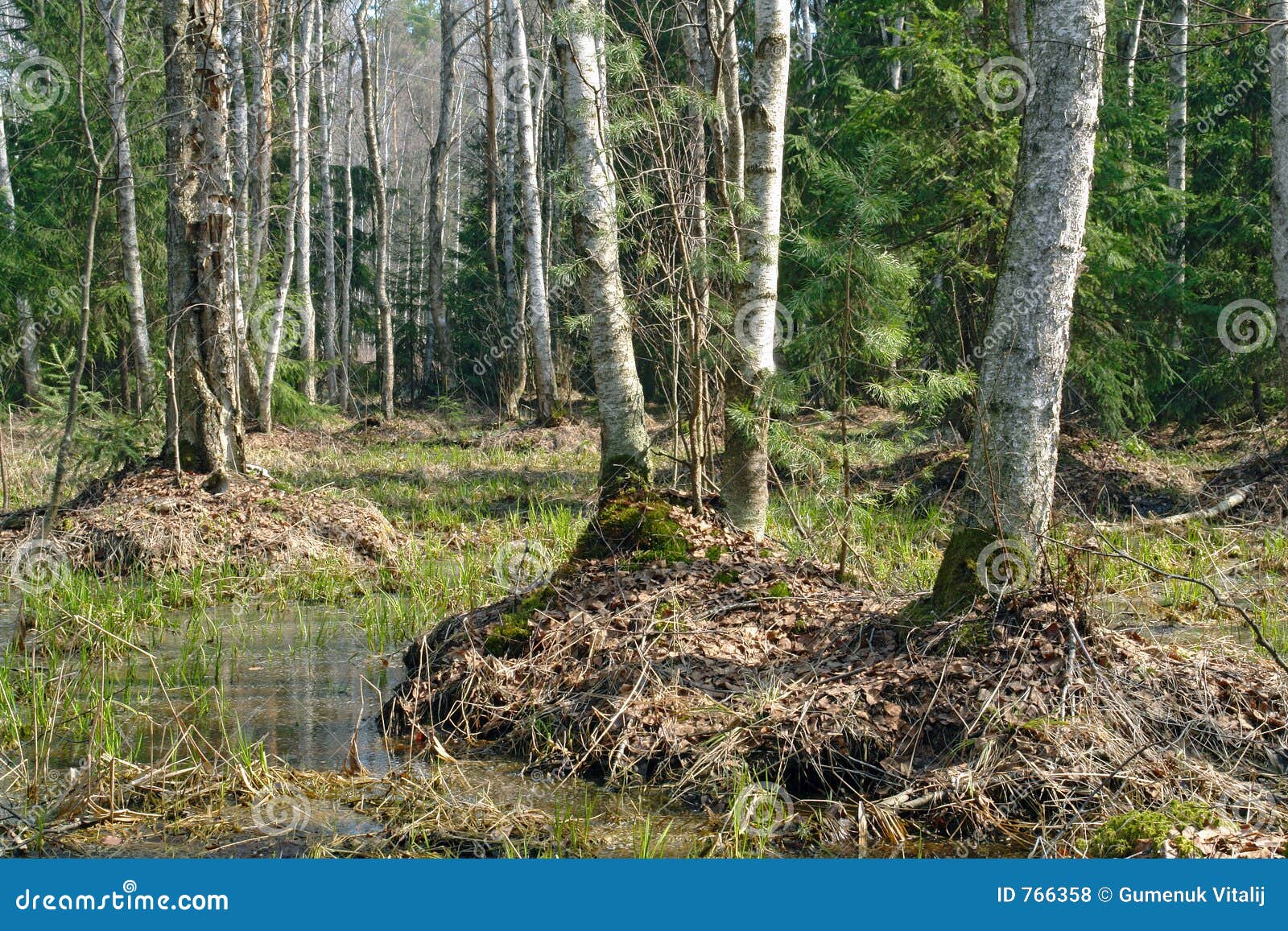 Spring wood. stock photo. Image of strip, awakening, greens - 766358