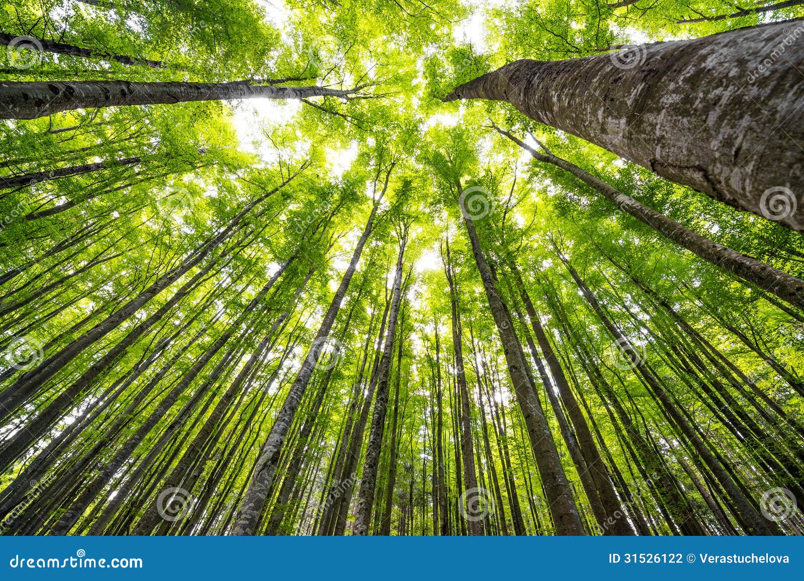 Spring wood stock photo. Image of outside, crown, natural - 31526122