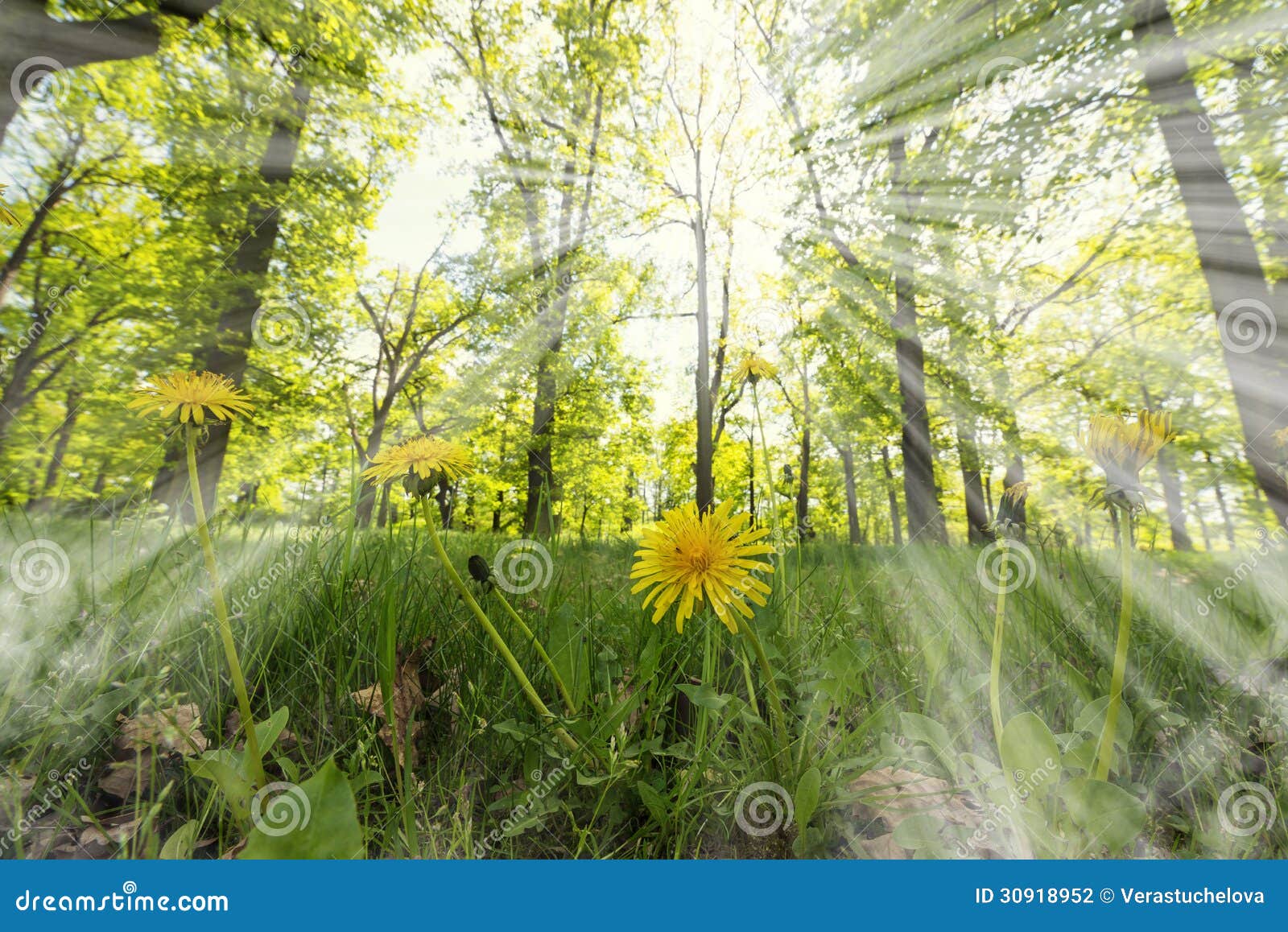 Spring wood stock photo. Image of landscape, dandelion - 30918952