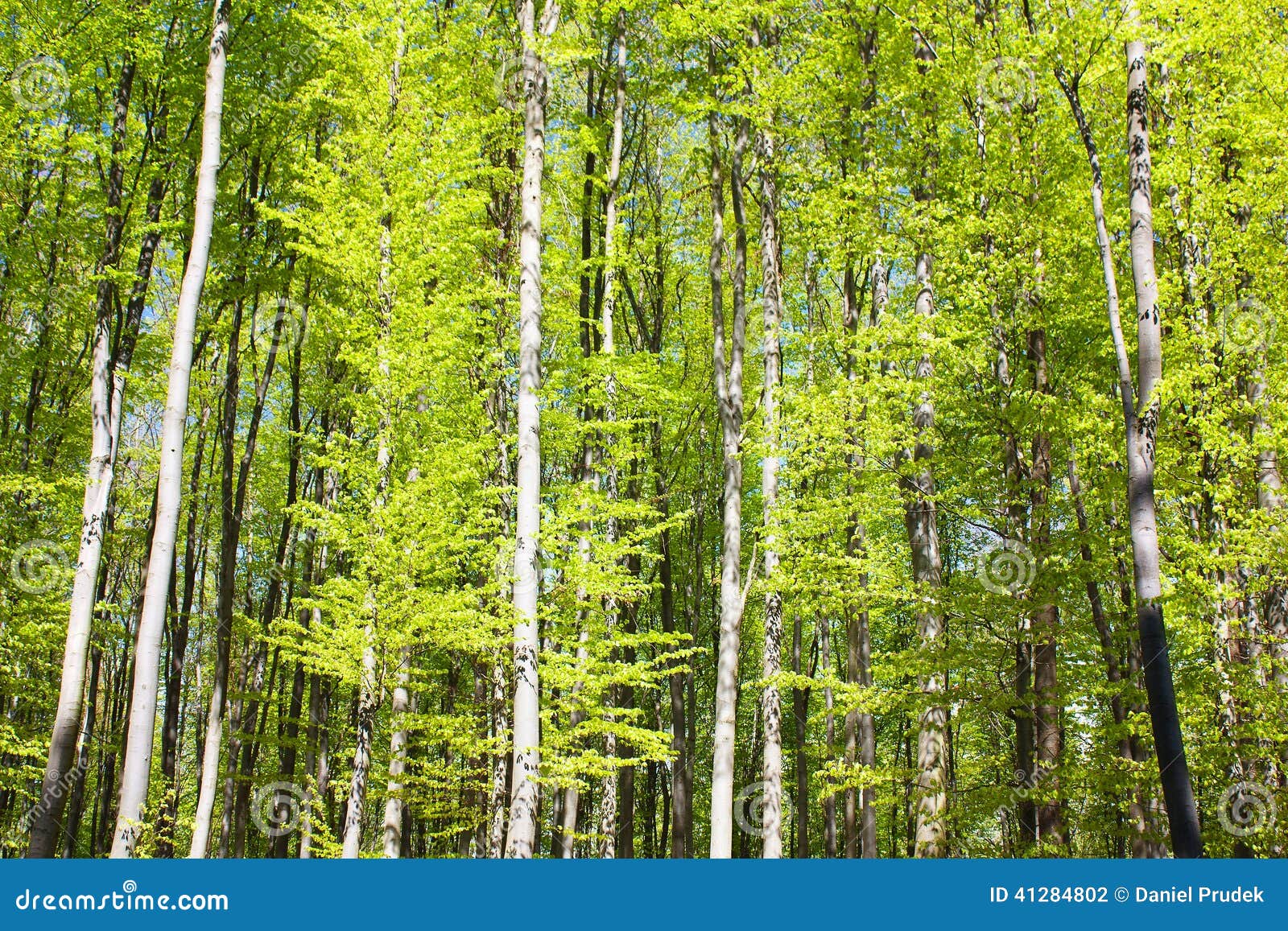 Spring wood of trees stock photo. Image of landscape - 41284802
