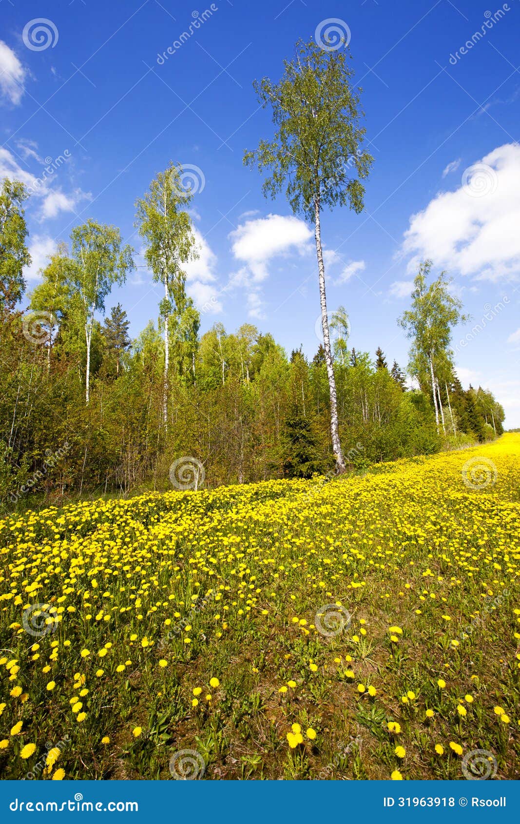 The spring wood stock photo. Image of dandelion, natural - 31963918