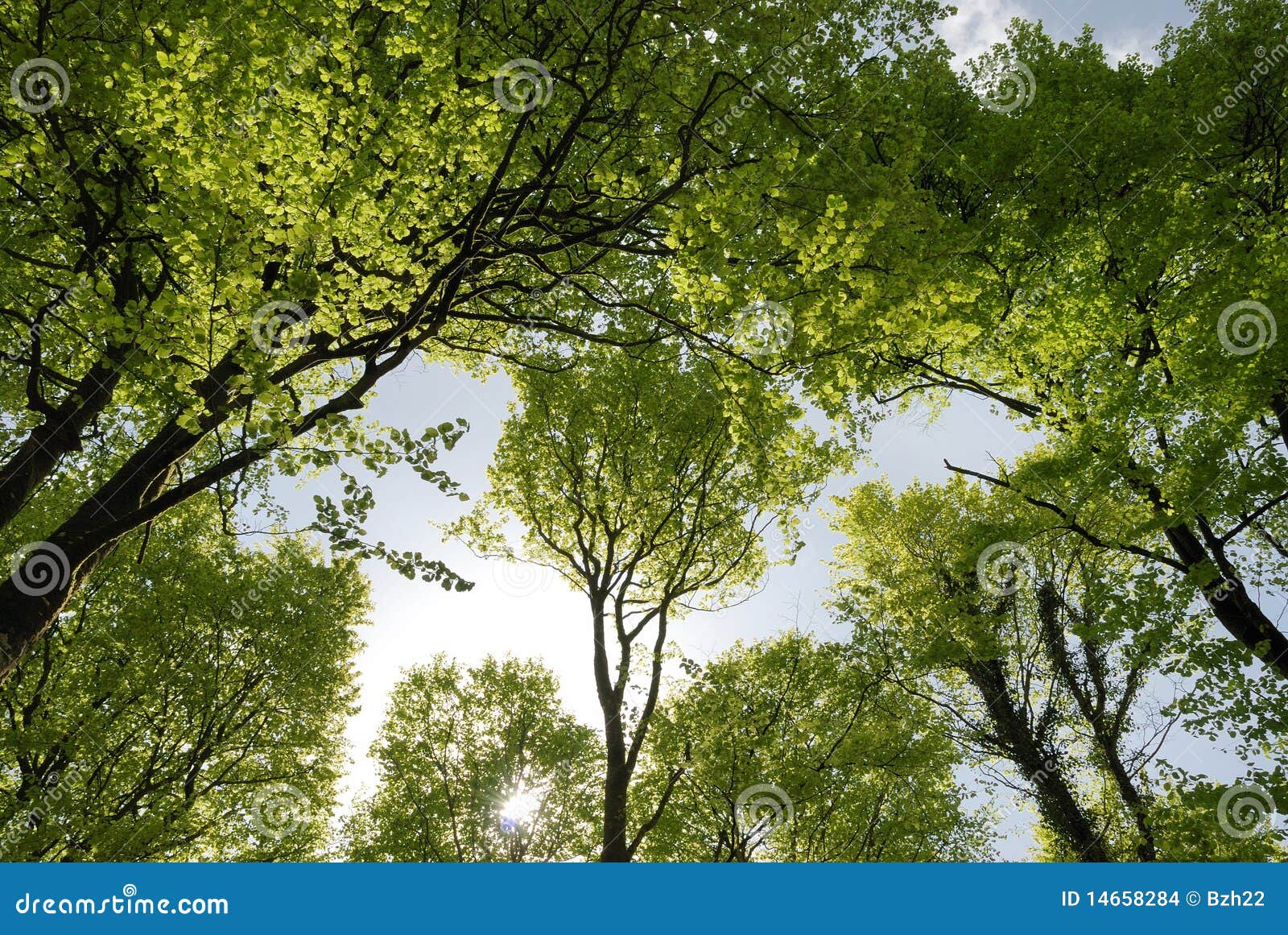 Spring woodland stock photo. Image of forest, tree, spring - 14658284