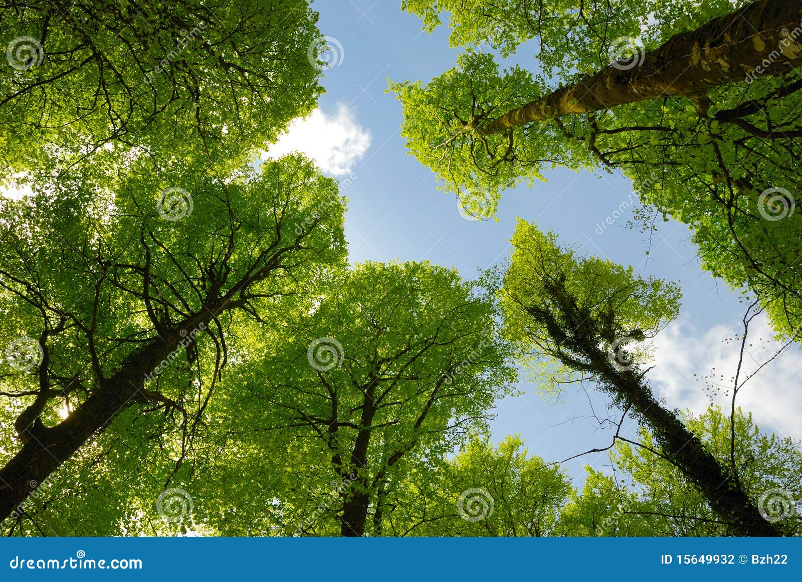 Spring woodland stock photo. Image of woods, countryside - 15649932