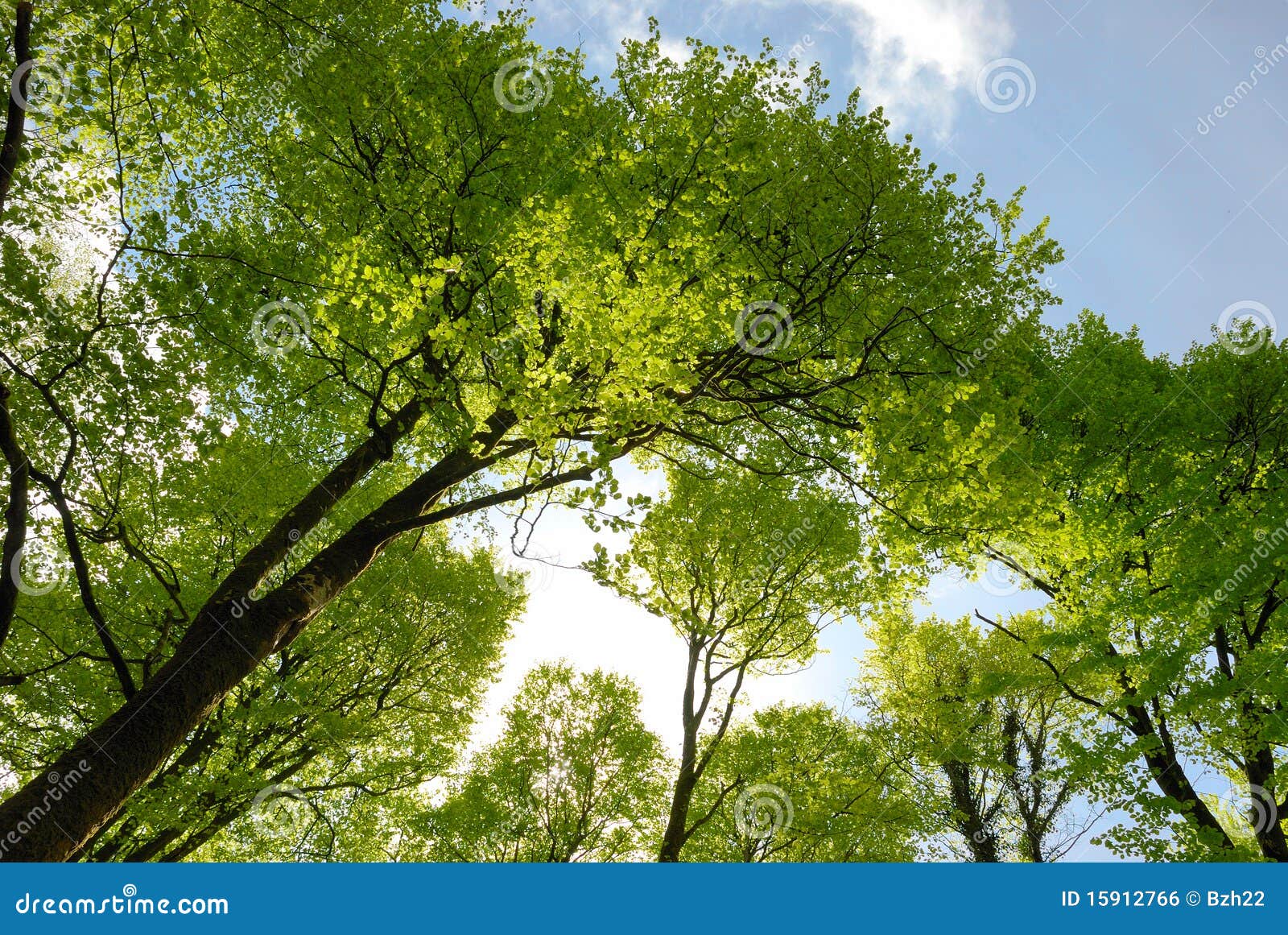 Spring Woodland Scene With A Hillside Path Between Trees With Budding ...