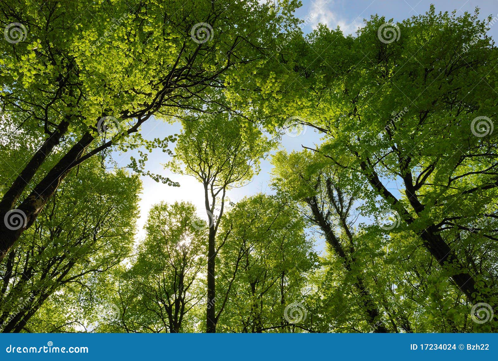 Spring Woodland Scene With A Hillside Path Between Trees With Budding ...