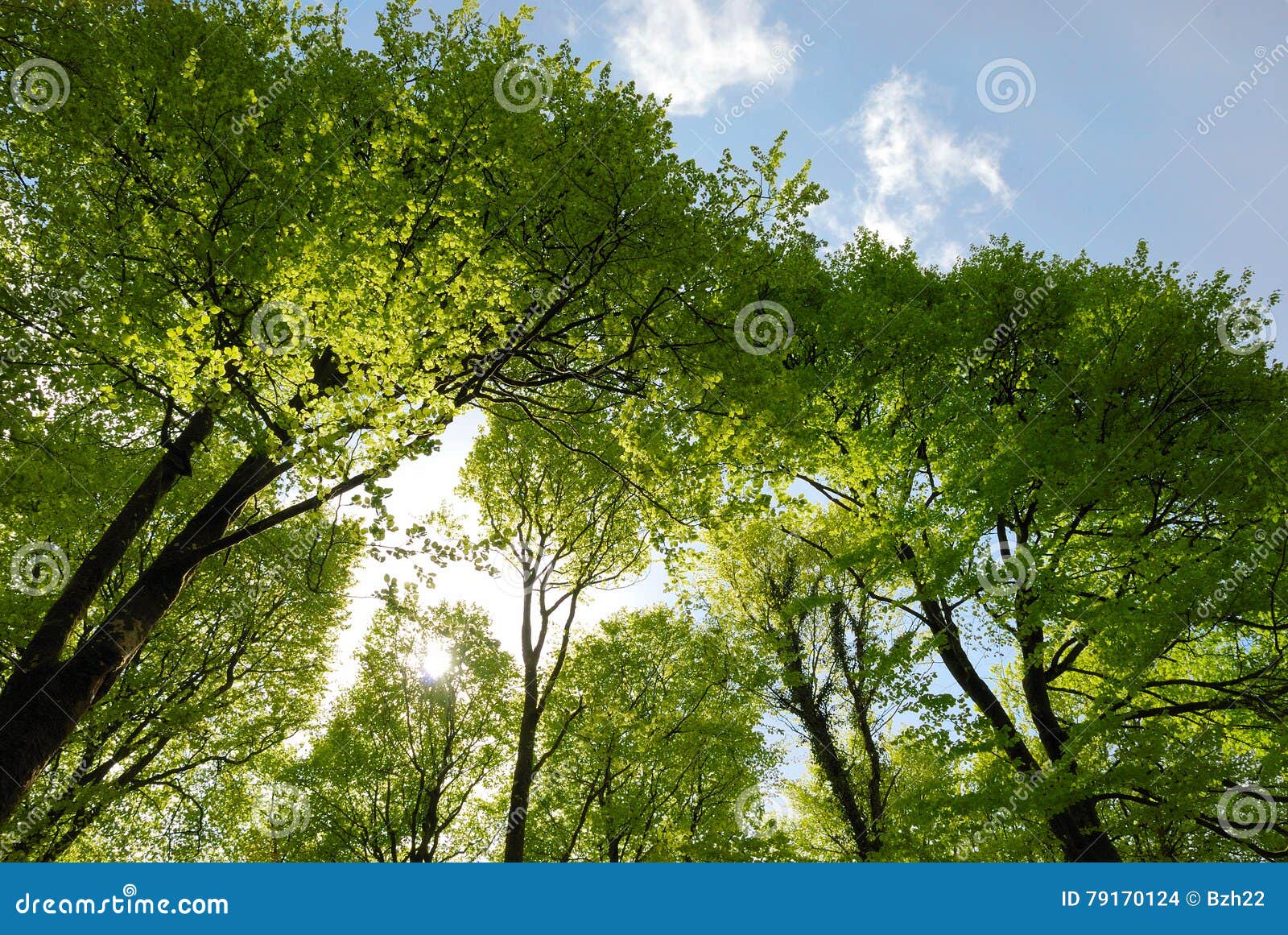 Spring woodland stock photo. Image of brittany, spring - 79170124