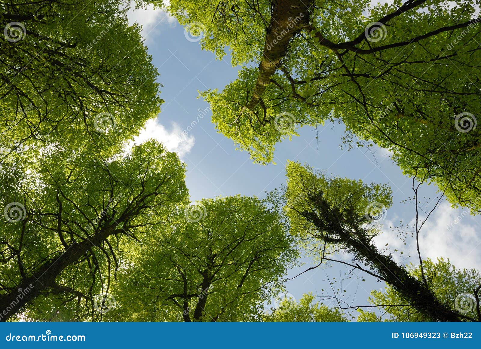 Spring Woodland Scene With A Hillside Path Between Trees With Budding ...