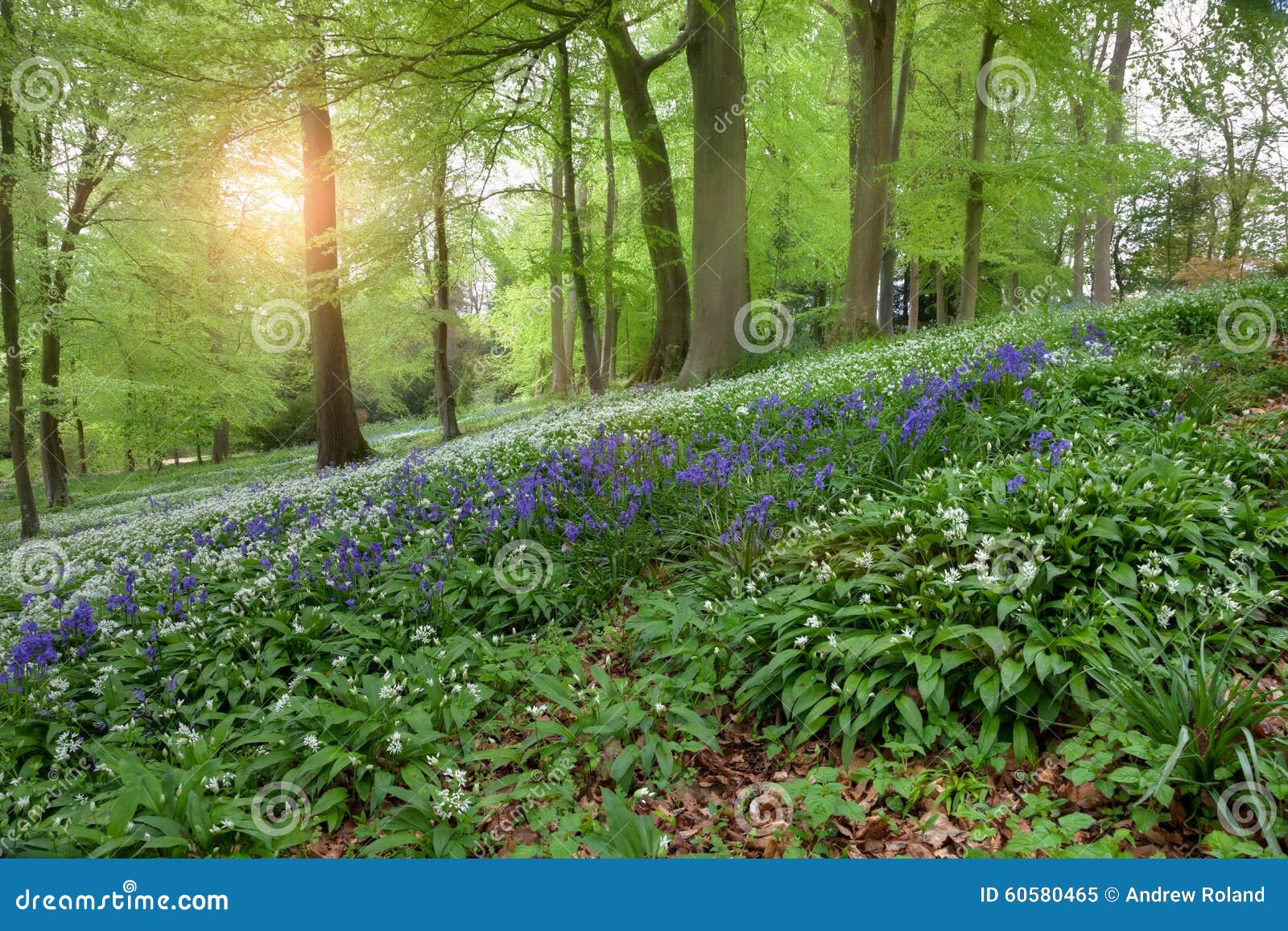 Spring woodland, England stock image. Image of europe - 60580465