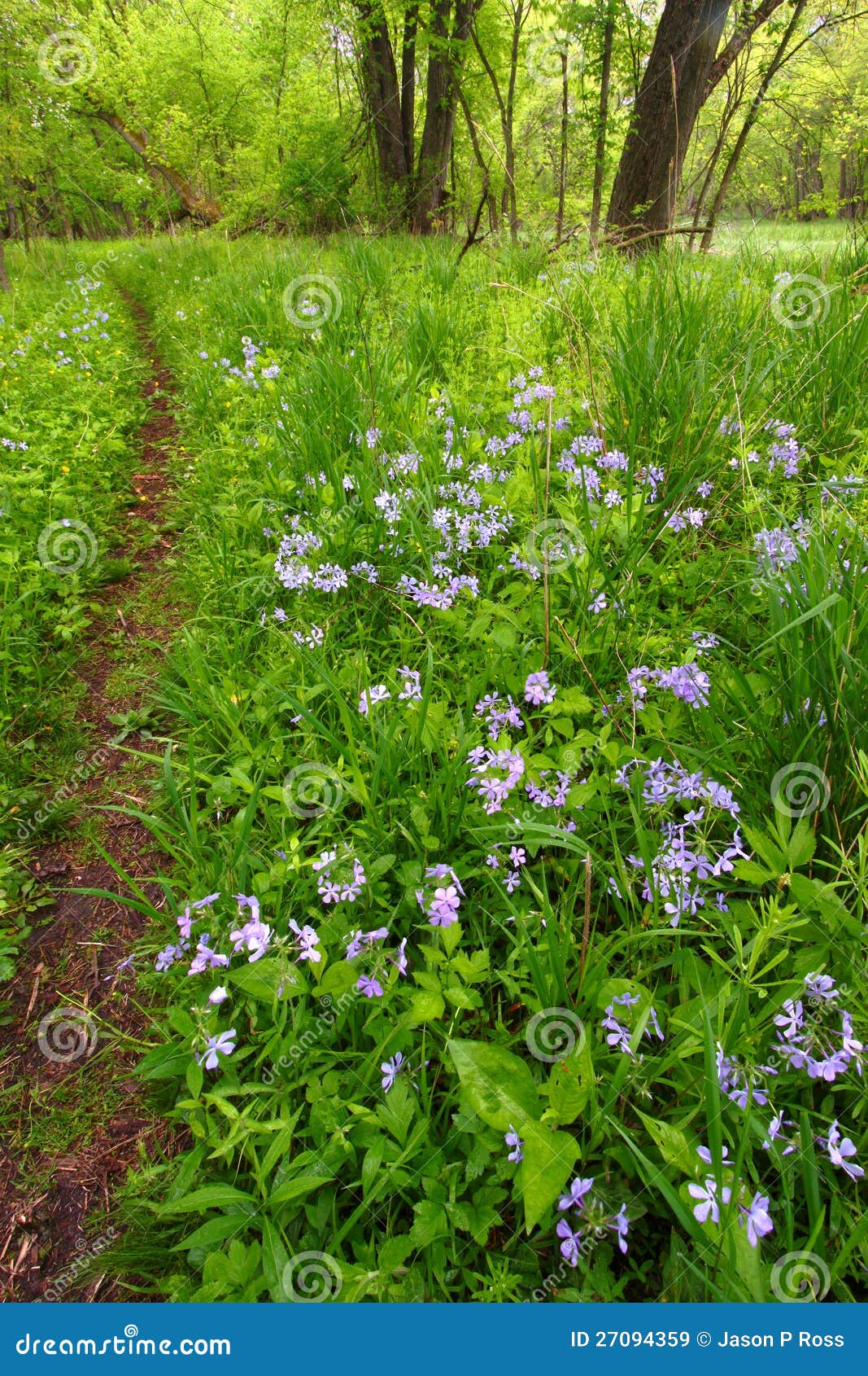 Spring Woodland Foliage Illinois Stock Image - Image of landscape ...