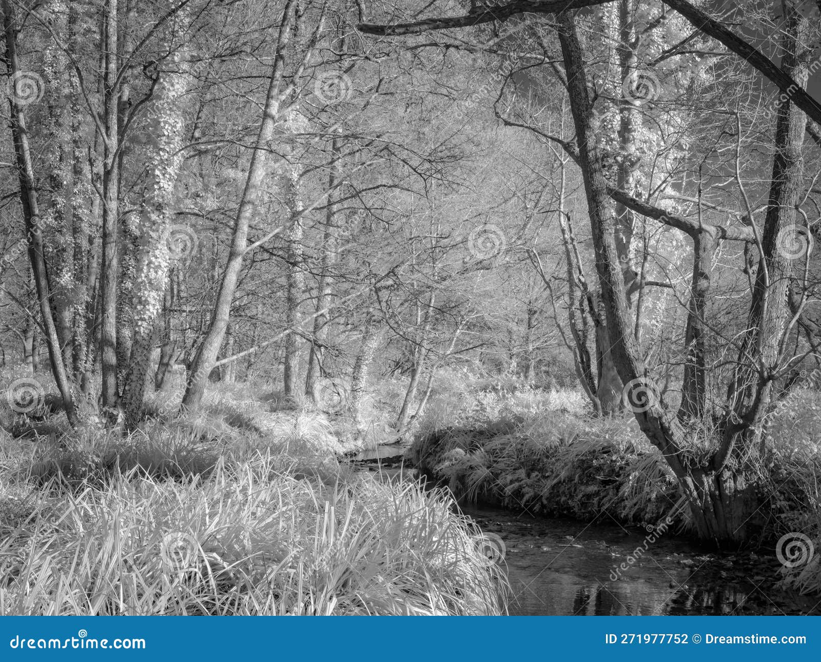 Spring Woodland Scene With A Hillside Path Between Trees With Budding ...
